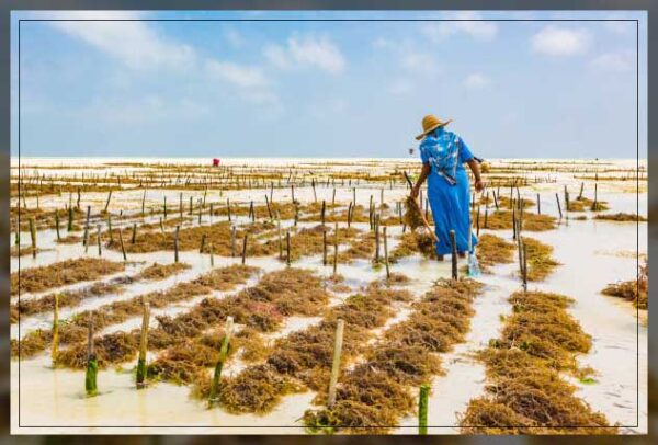Ocean Farming - Modern Trend in Agriculture - Al Ardh Alkhadra