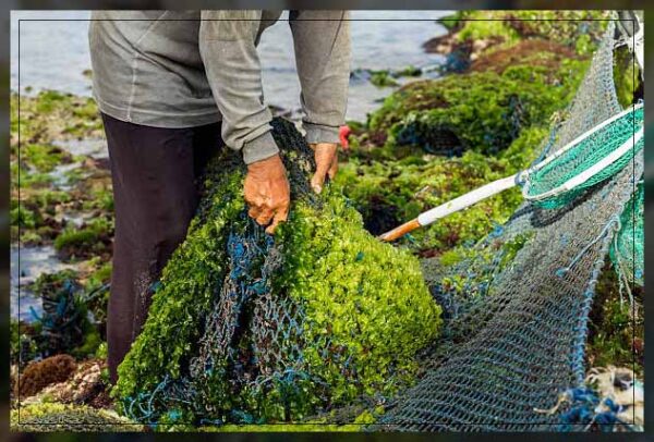 Ocean Farming - Modern Trend in Agriculture - Al Ardh Alkhadra