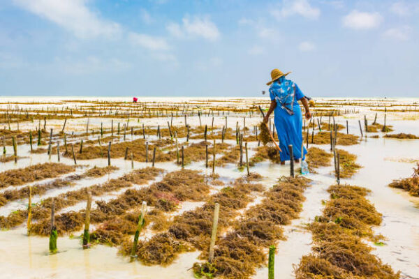 Ocean Farming - Modern Trend in Agriculture - Al Ardh Alkhadra - Home