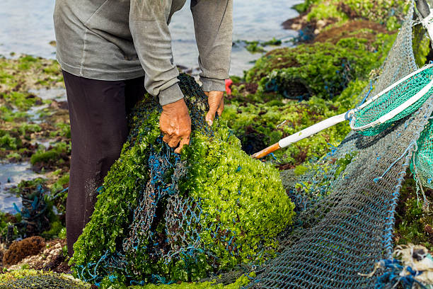 Ocean Farming - Modern Trend in Agriculture - Al Ardh Alkhadra - Home