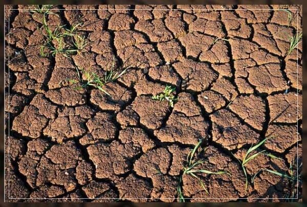 Effects of Acid Rain on Agriculture - Al Ardh Alkhadra