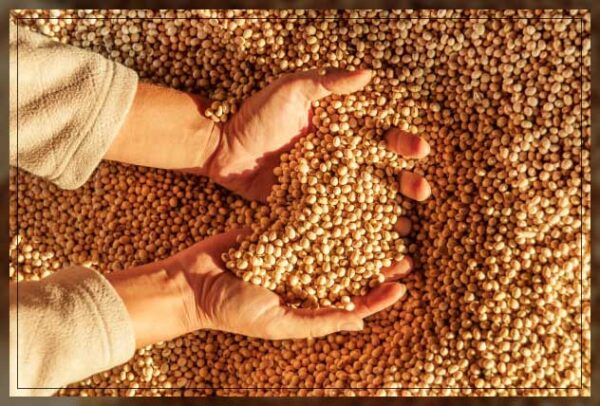 What are the World's Staple Food Crops? - Al Ardh Alkhadra