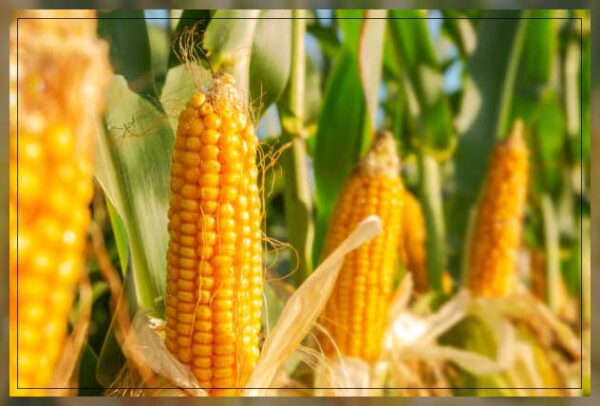 What are the World's Staple Food Crops? - Al Ardh Alkhadra