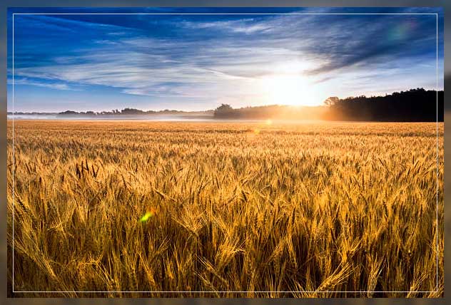 What are the World's Staple Food Crops? - Al Ardh Alkhadra