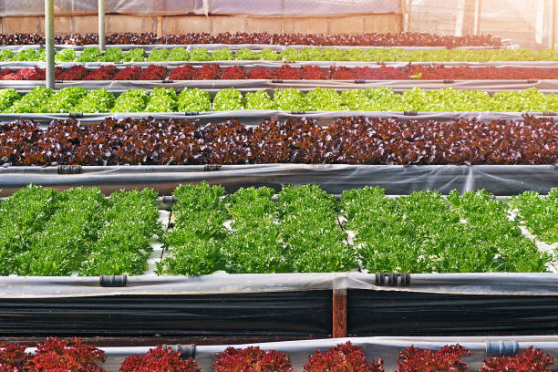 Aquaponic Farming: Grow Healthy Local Food @ Al Ardh Alkhadra