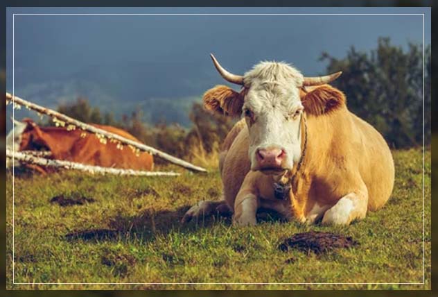 Cow Manure Fertilizer: The Complete Guide - Al Ardh Alkhadra