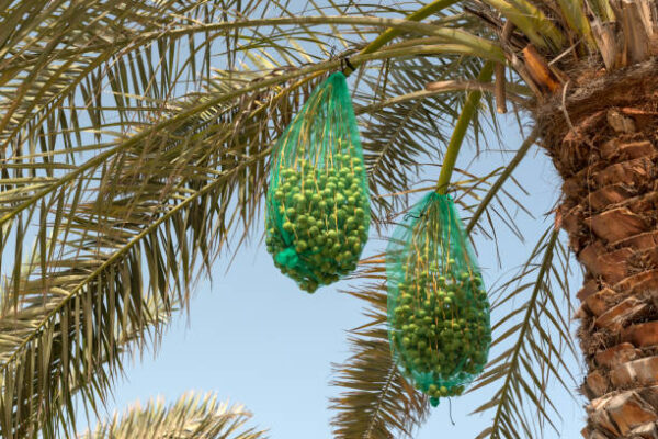 Agriculture in UAE: Ensuring Food Security @ Al Ardh Alkhadra