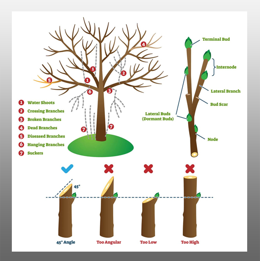 Pruning Tips and Techniques - Al Ardh Alkhadra