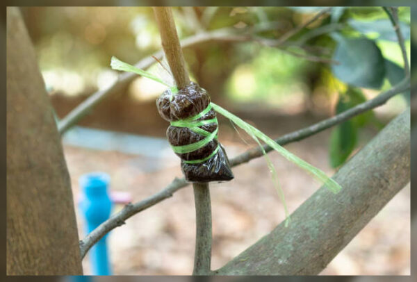 Grafting Plants: Advantages and Types - Al Ardh Alkhadra