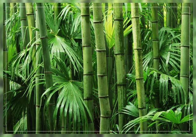 Bamboo Trees: Types and Growing Them - Al Ardh Alkhadra
