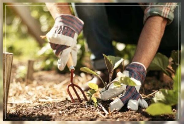 Basic Gardening Skills Al Ardh Alkhadra