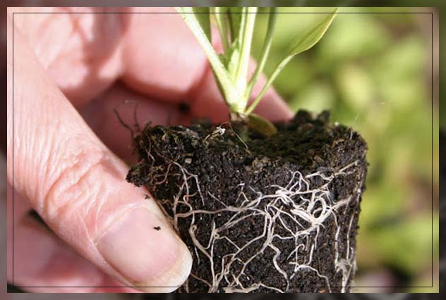 Major Root Zones: Fertility and Growth - Al Ardh Alkhadra