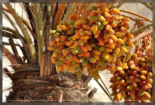 Dubai Farm: The Farms of the Future - Al Ardh Alkhadra