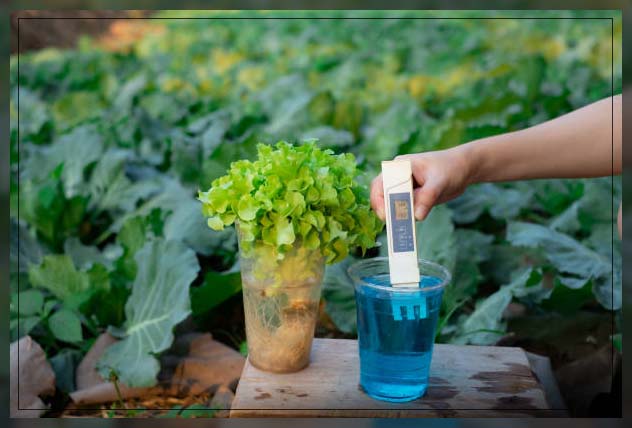Liquid Fertilizers: And How To Use Them - Al Ardh Alkhadra