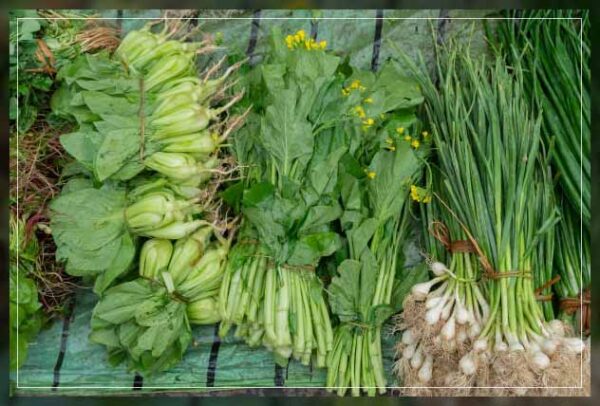 Growing Green Leafy Vegetables in UAE - Al Ardh Alkhadra