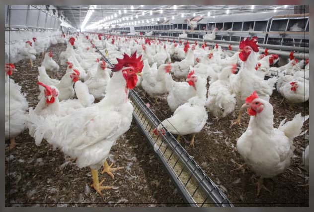 Poultry Farm: All You Need to Know - Al Ardh Alkhadra