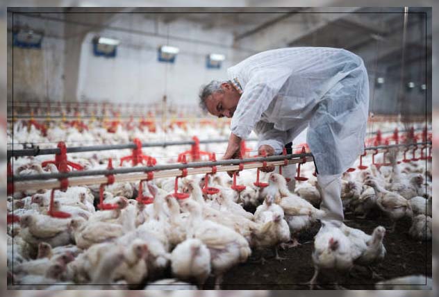Poultry Farm: All You Need to Know - Al Ardh Alkhadra