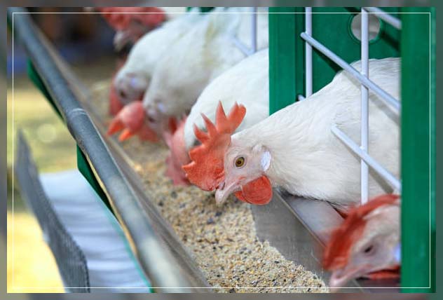 Poultry Farm: All You Need to Know - Al Ardh Alkhadra