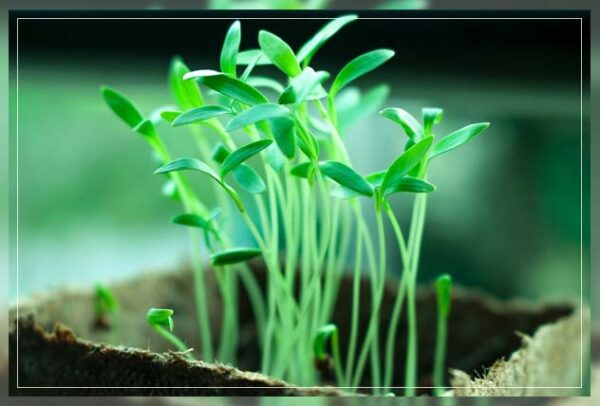 Micronutrients for Plants: Know the Essentials - Al Ardh Alkhadra