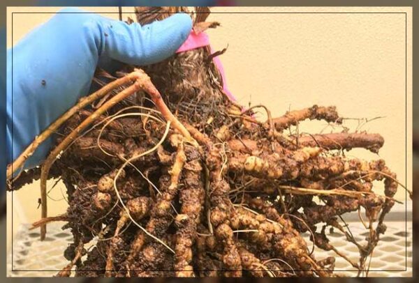 Root Knots in Plants - Al Ardh Alkhadra