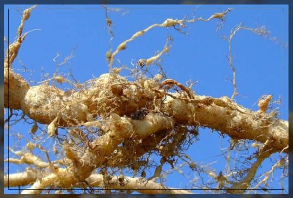 Root Knots in Plants - Al Ardh Alkhadra