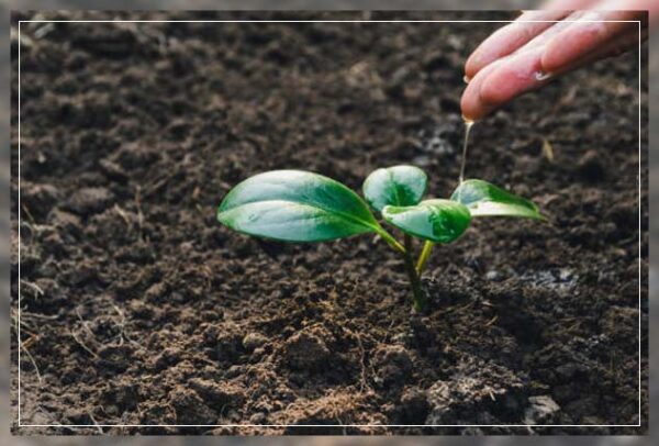 Why Water Conservation Benefits Agriculture? - Al Ardh Alkhadra