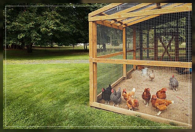 Chicken Coop: Benefits, Tips, and Plans - AAAK