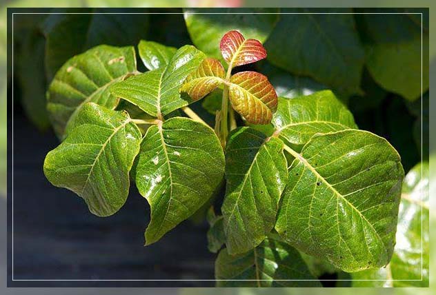 Poison Ivy: Characteristics, Toxicity, and More - Al Ardh Alkhadra