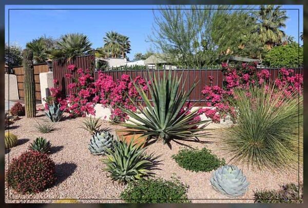 Desert Plants and Their Adaptation Techniques - Al Ardh Alkhadra