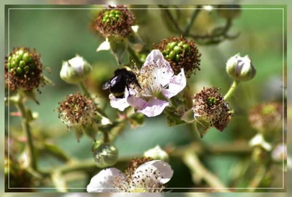 Nectar-Producing Plants - Al Ardh Alkhadra