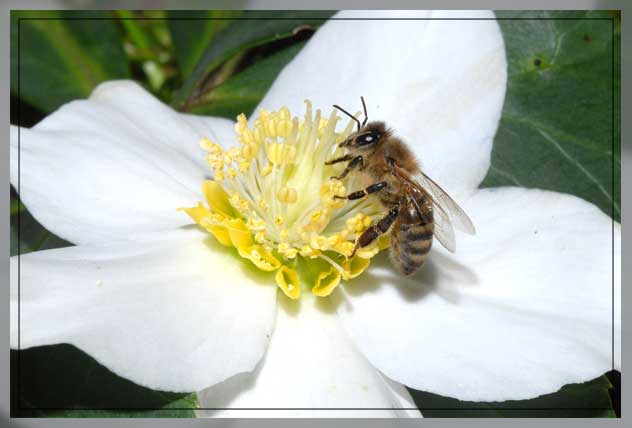 Nectar-Producing Plants - Al Ardh Alkhadra
