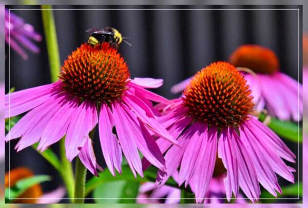 Nectar-Producing Plants - Al Ardh Alkhadra