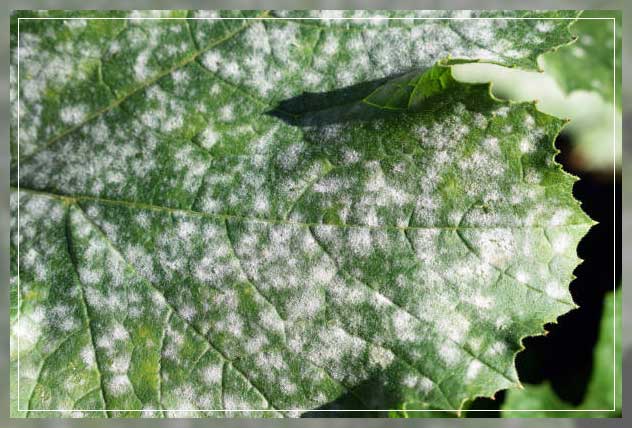 Powdery Mildew: Prevention and Control - Al Ardh Alkhadra