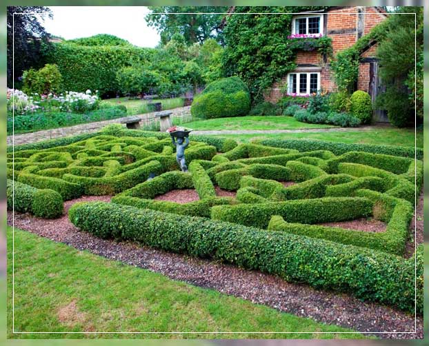 Evergreen Shrubs: 9 Best Perennial Shrubs - Al Ardh Alkhadra