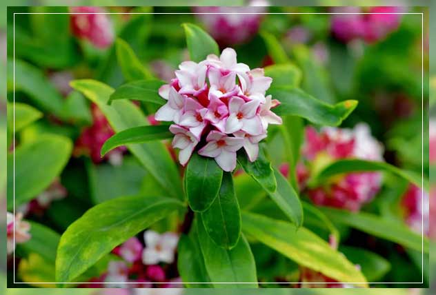 Evergreen Shrubs: 9 Best Perennial Shrubs - Al Ardh Alkhadra