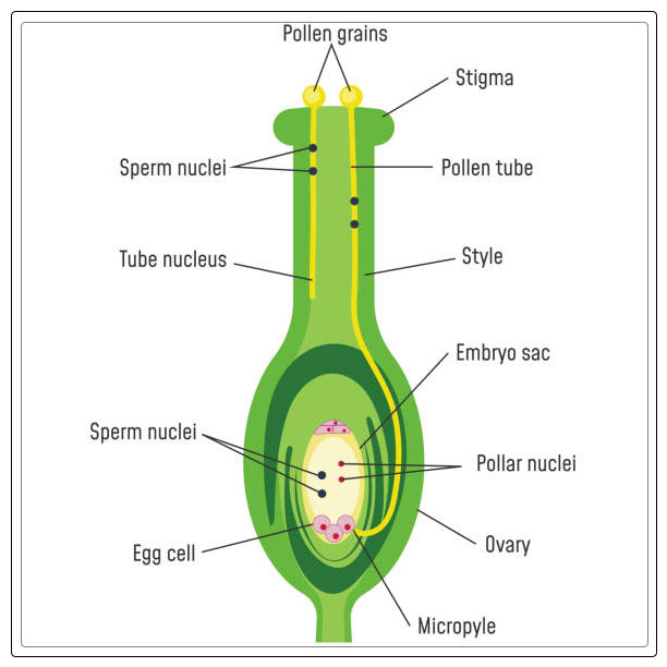 Reproduction in Plants: A Close Look - Al Ardh Alkhadra