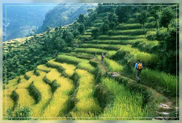 Step Farming: Purpose and Benefits - Al Ardh Alkhadra