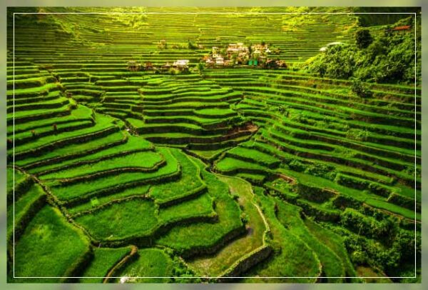 Step Farming: Purpose and Benefits - Al Ardh Alkhadra