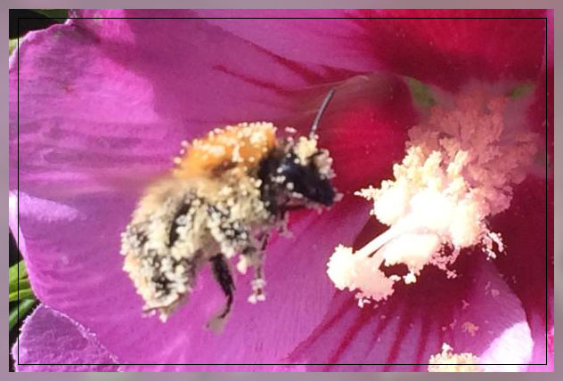 Pollen Grains: Its Importance in Plant Reproduction - AAAKSC