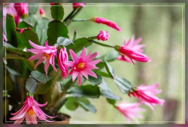 Easter Cactus: How to Grow and Care for Them? - AAAK