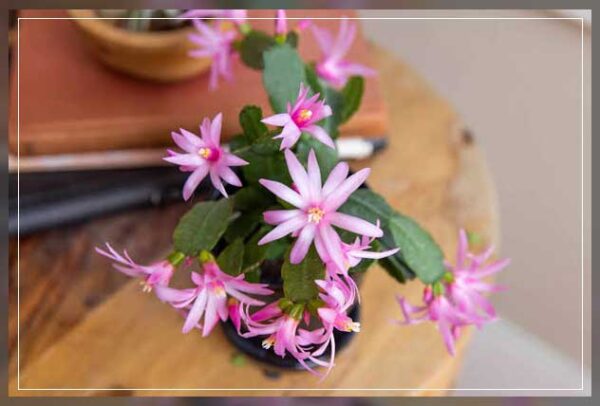 Easter Cactus: How to Grow and Care for Them? - AAAK