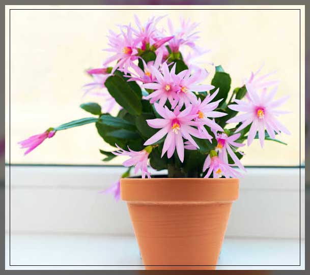 Easter Cactus: How to Grow and Care for Them? - AAAK