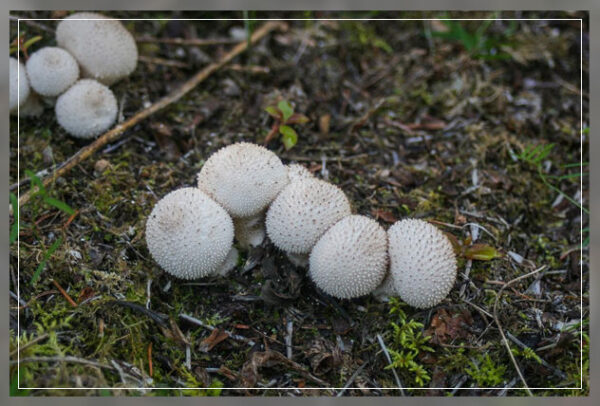 White Fungus Balls in Soil - Al Ardh Alkhadra