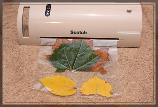 Preserving Fall Leaves: How to Do It? - Al Ardh Alkhadra
