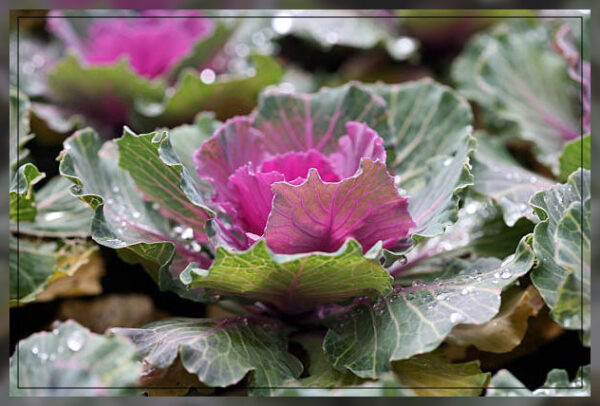 Growing and Planting Red Cabbage - AAAK