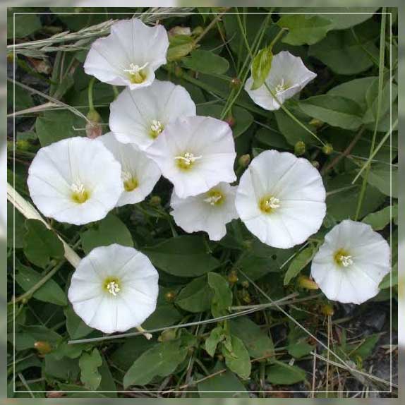 Weed Plants: 11 Common Plants ans Controlling Them - AAAK