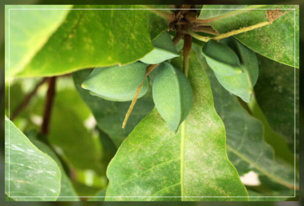Trees in UAE: All You Need To Know - Al Ardh Alkhadra