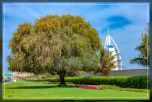 Trees in UAE: All You Need To Know - Al Ardh Alkhadra
