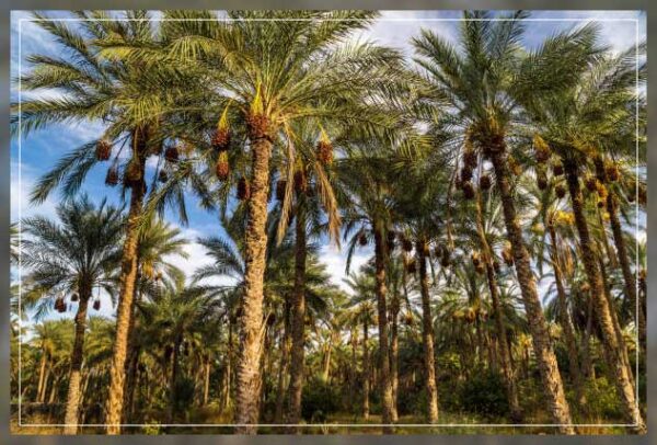 Trees in UAE: All You Need To Know - Al Ardh Alkhadra