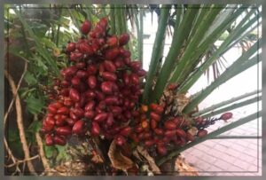 Trees in UAE: All You Need To Know - Al Ardh Alkhadra